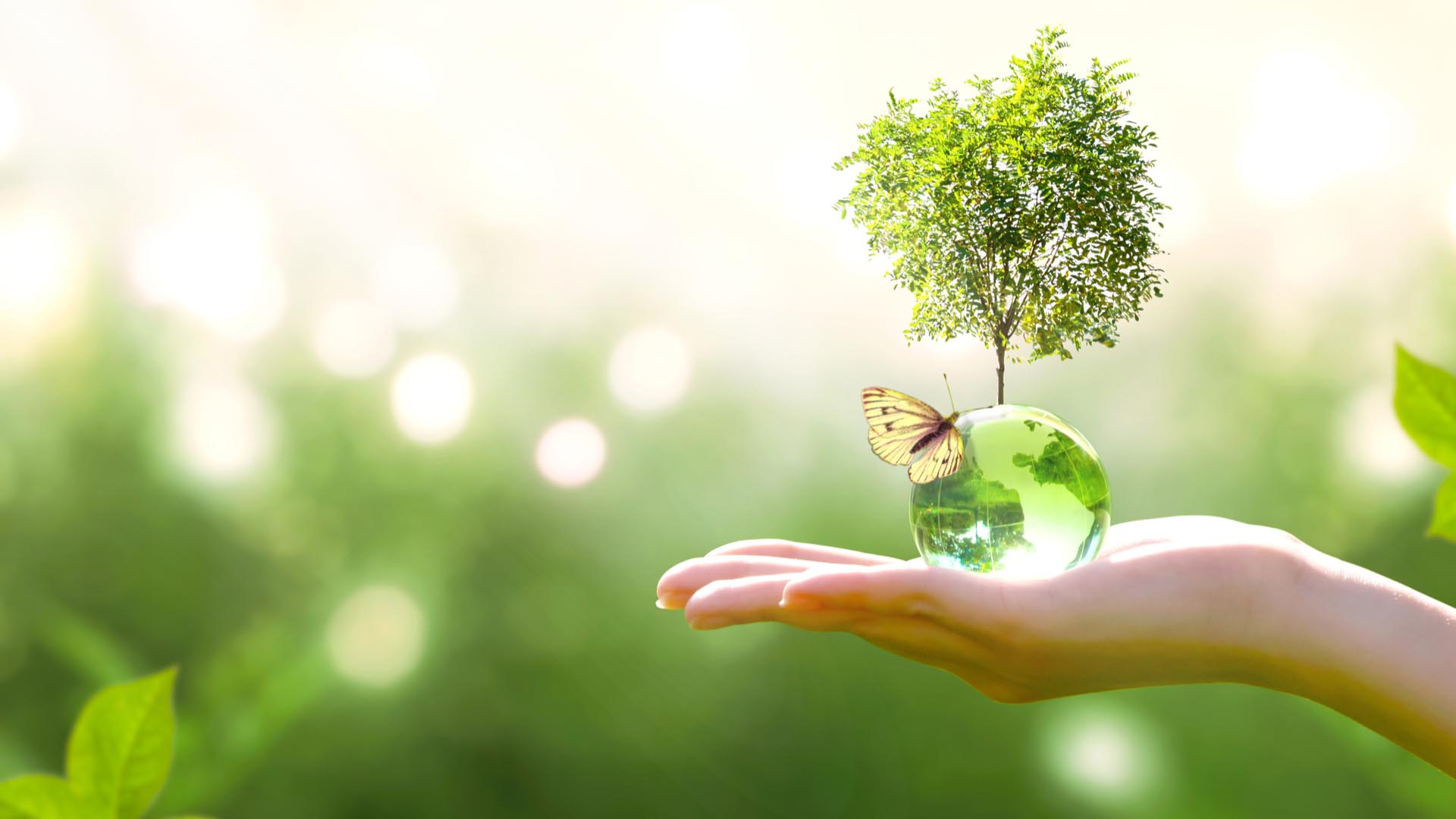 Ambiente: una delle parole che animeranno la cultura firmata Treccani ...